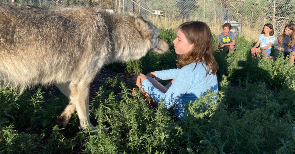 Mission: Wolf Archives | Telluride Academy